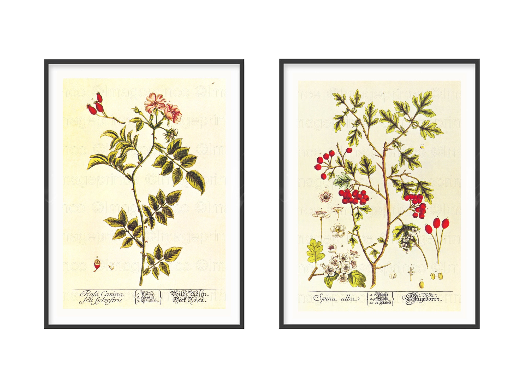 Berries Botanical Prints, Set of 4, Digital Download, Medicinal Plants ...