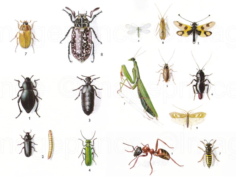 Vintage Bugs, 7 Pages With Dragonfly, Bees, Ladybug, Praying Mantis ...