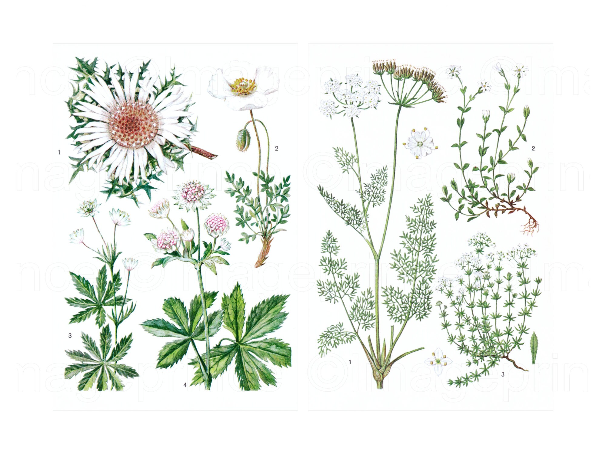 White Flower Illustrations, Printable Botanical Pages, Digital Download ...