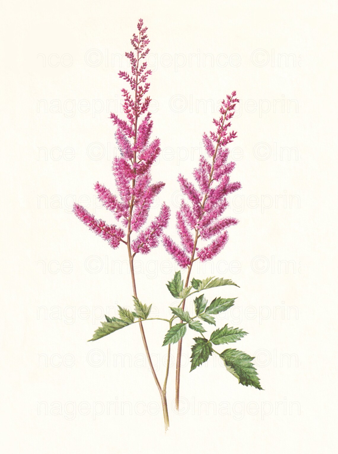 Pink Flower Illustrations, Printable Botanical Pages, Digital Download ...