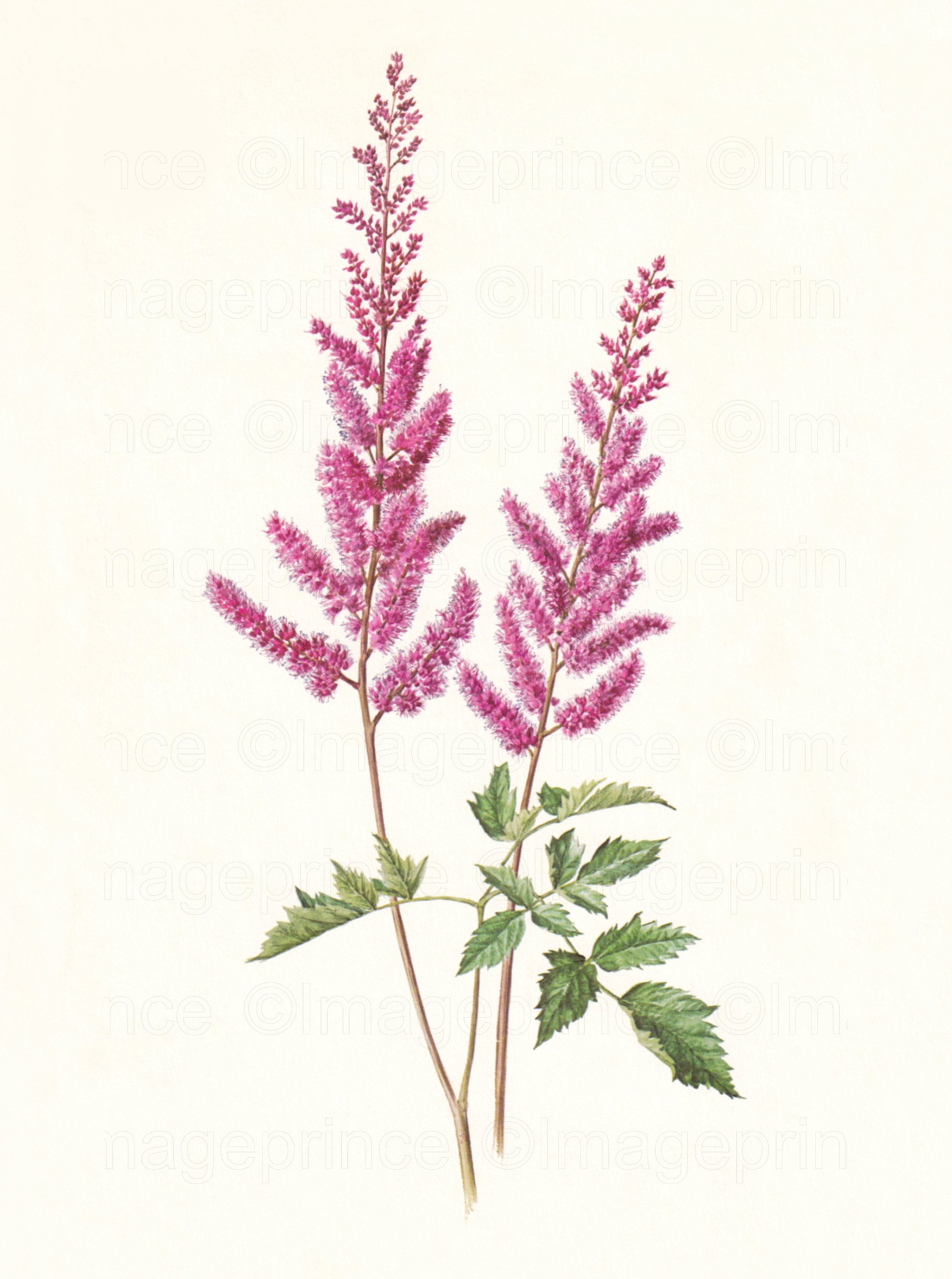 Pink Flower Illustrations, Printable Botanical Pages, Digital Download ...