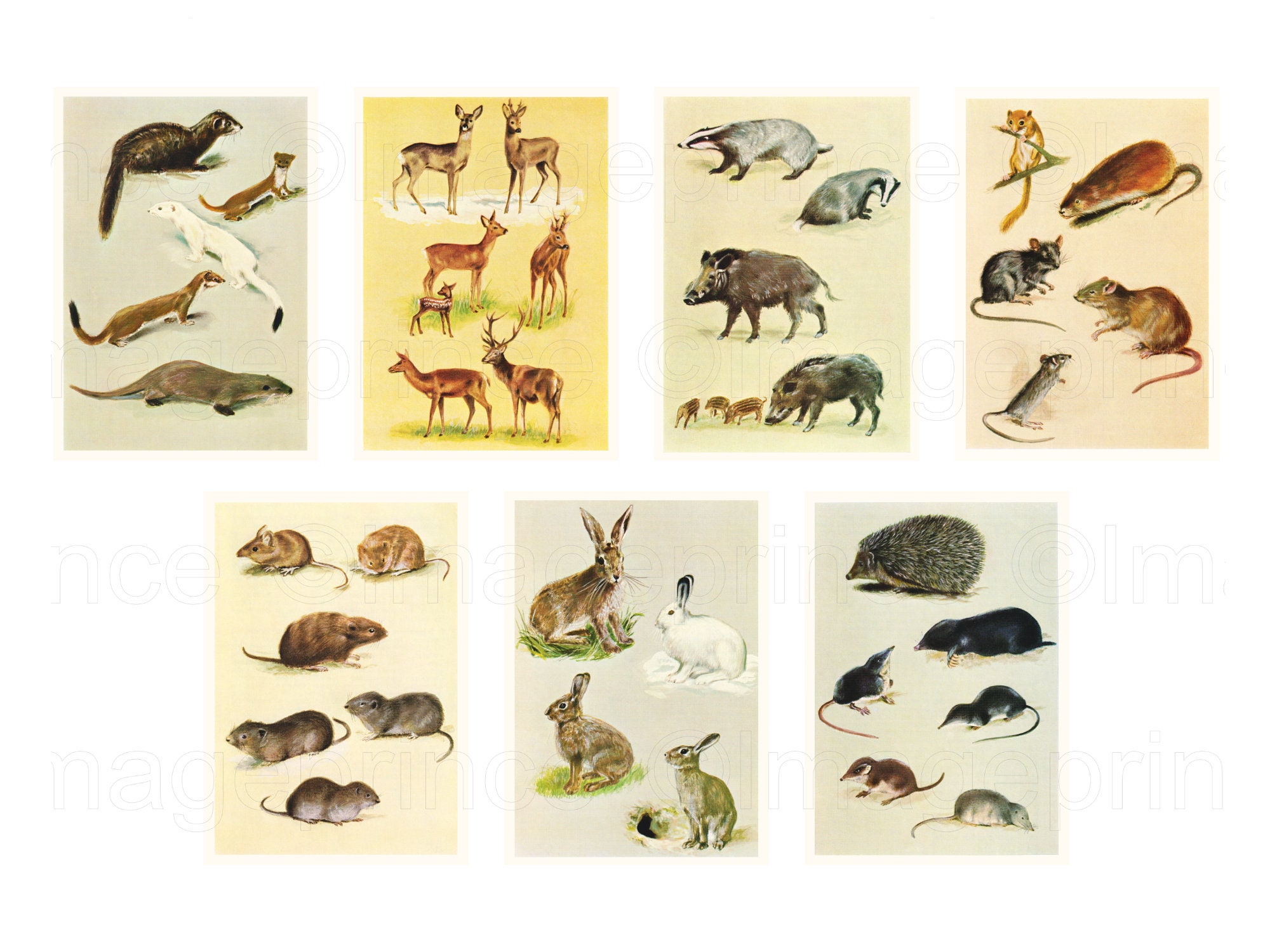 Vintage Rat Printable, Brown Rat, Black Rat, Wood Rat - Digital ...