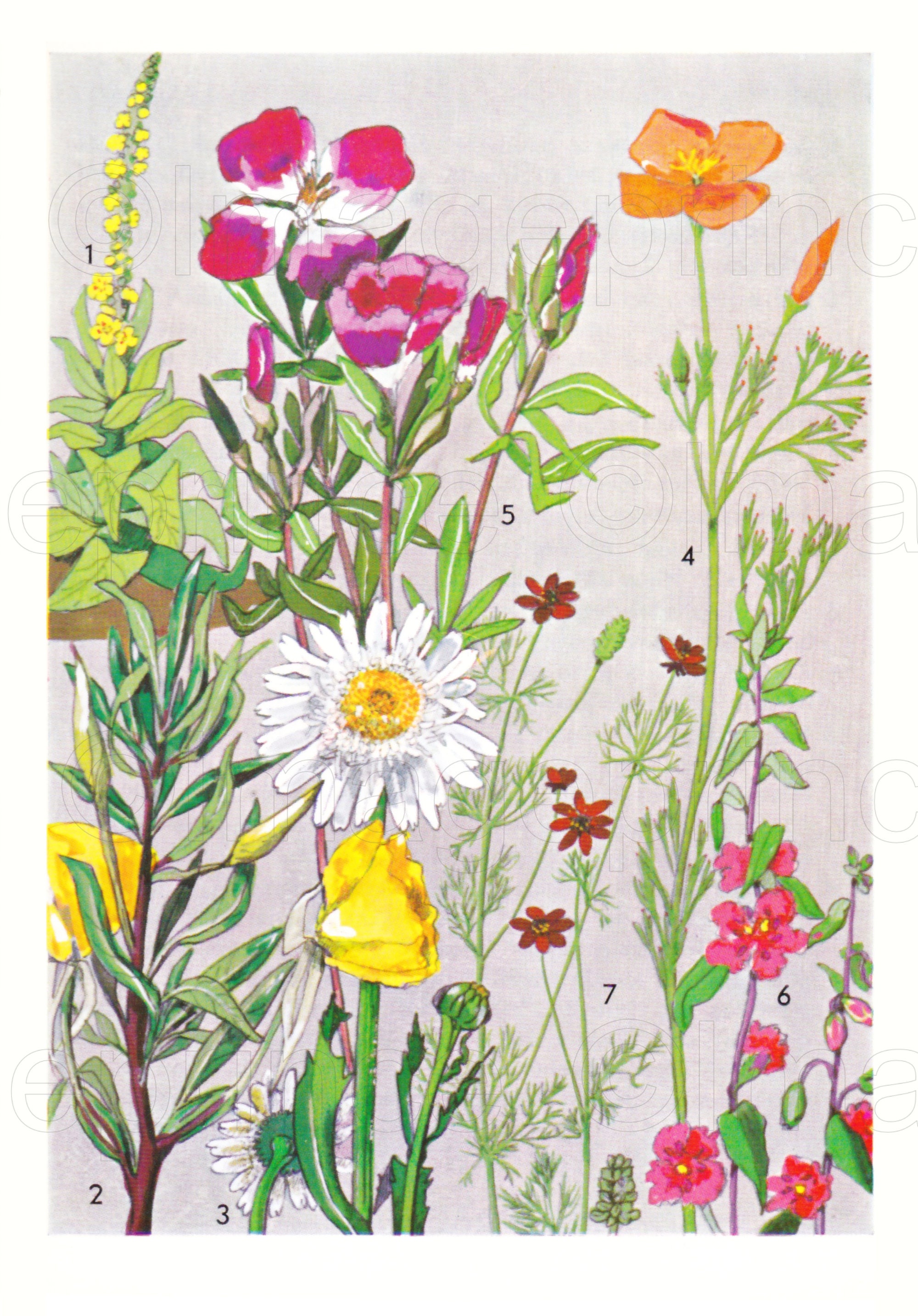 Vintage Botanical Prints, Spring Flower Illustrations With Daffodils ...