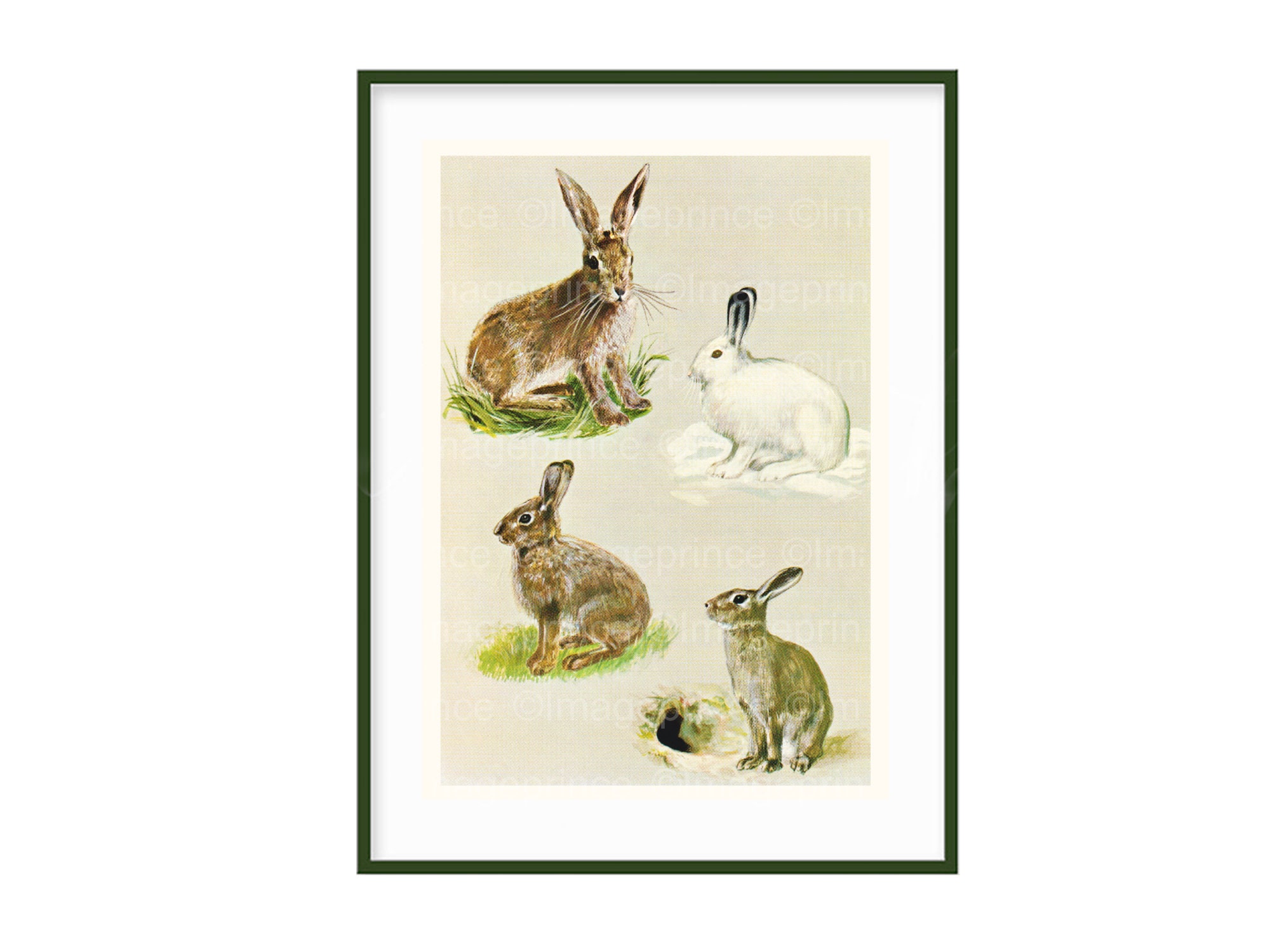 Hare and Rabbits Printable, Woodland Animals, Digital Download for ...