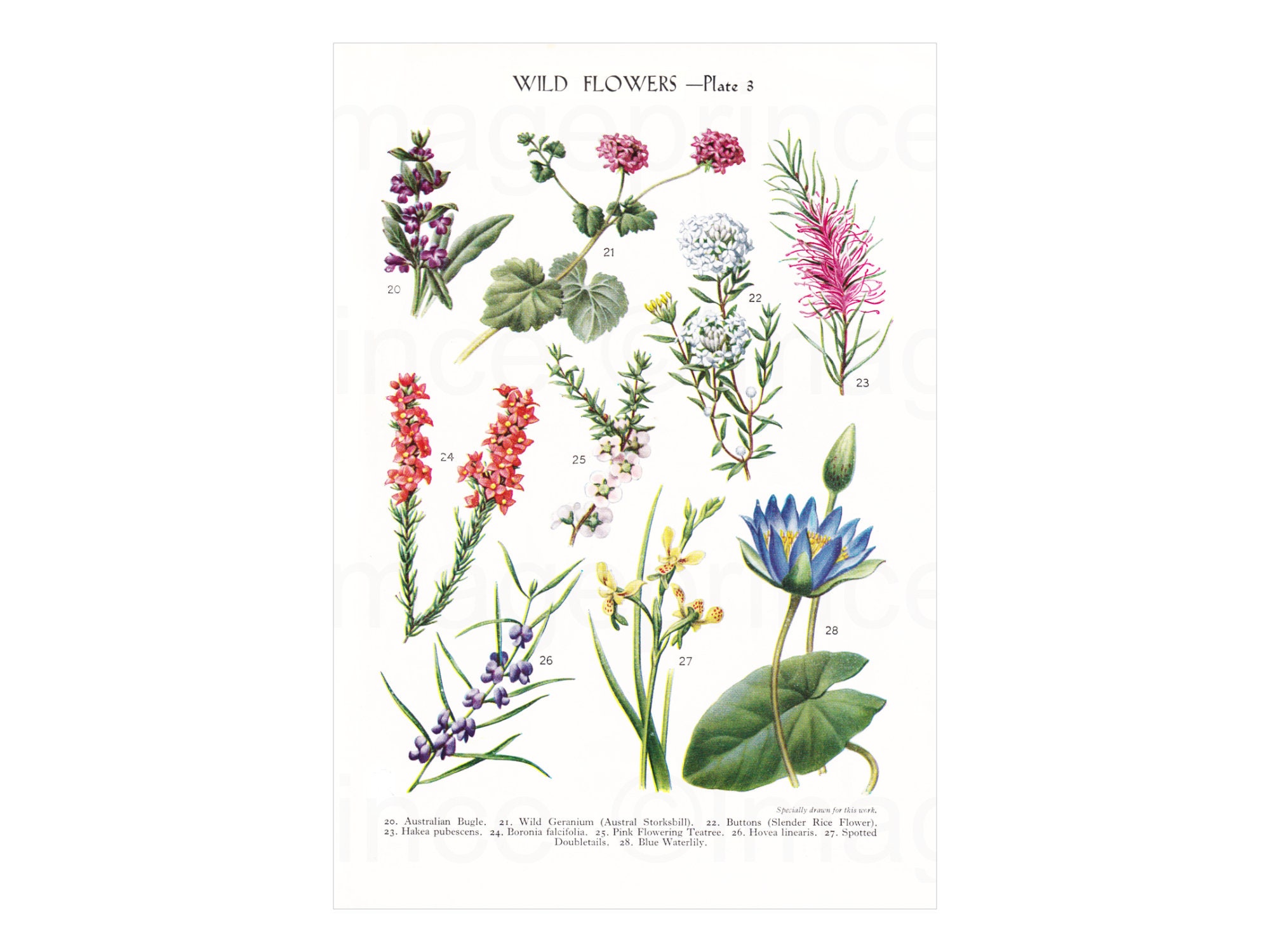 Australia Flower Illustrations, Printable Botanical Pages, Digital ...