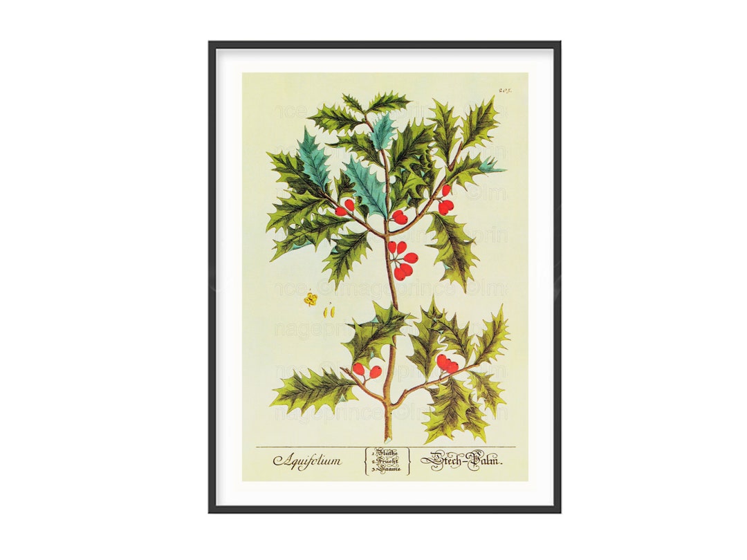 Holly Printable, Vintage Botanical Art, Digital Download for Christmas ...