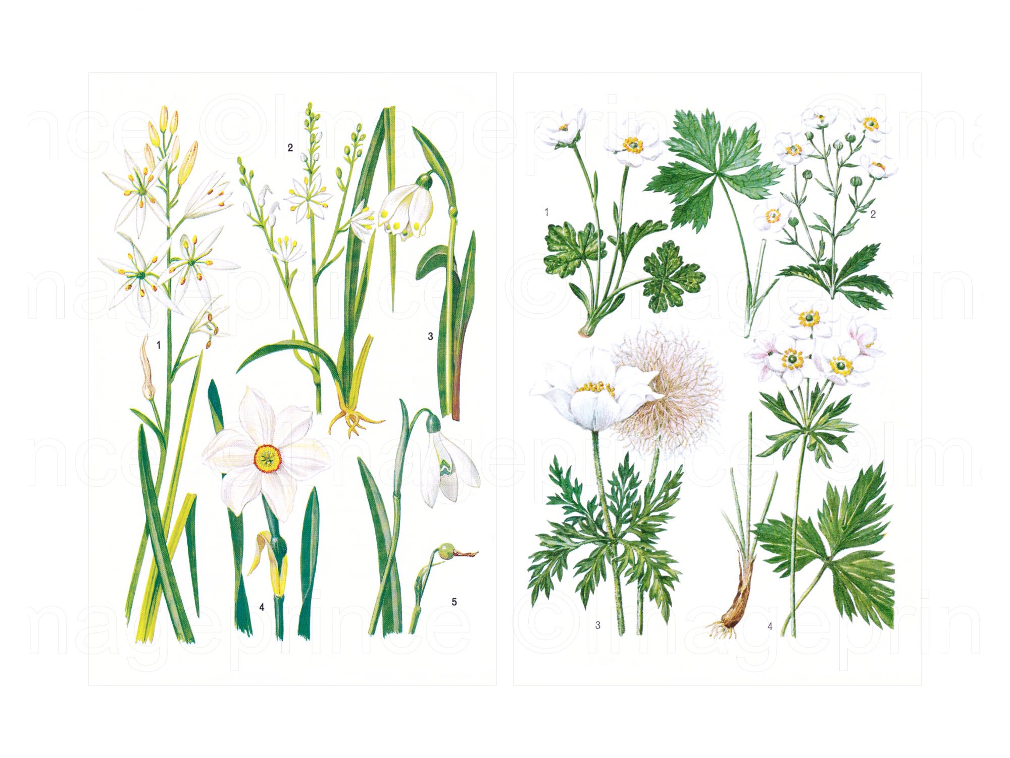 White Flower Illustrations, Printable Botanical Pages, Digital Download ...