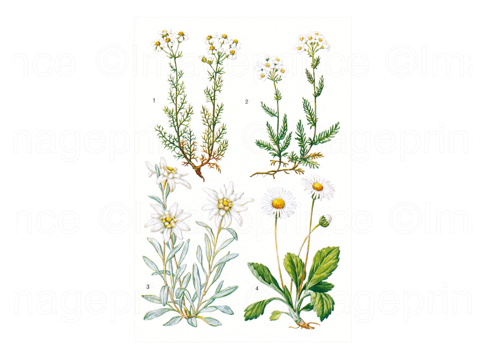 White Flower Illustrations, Printable Botanical Pages, Digital Download ...