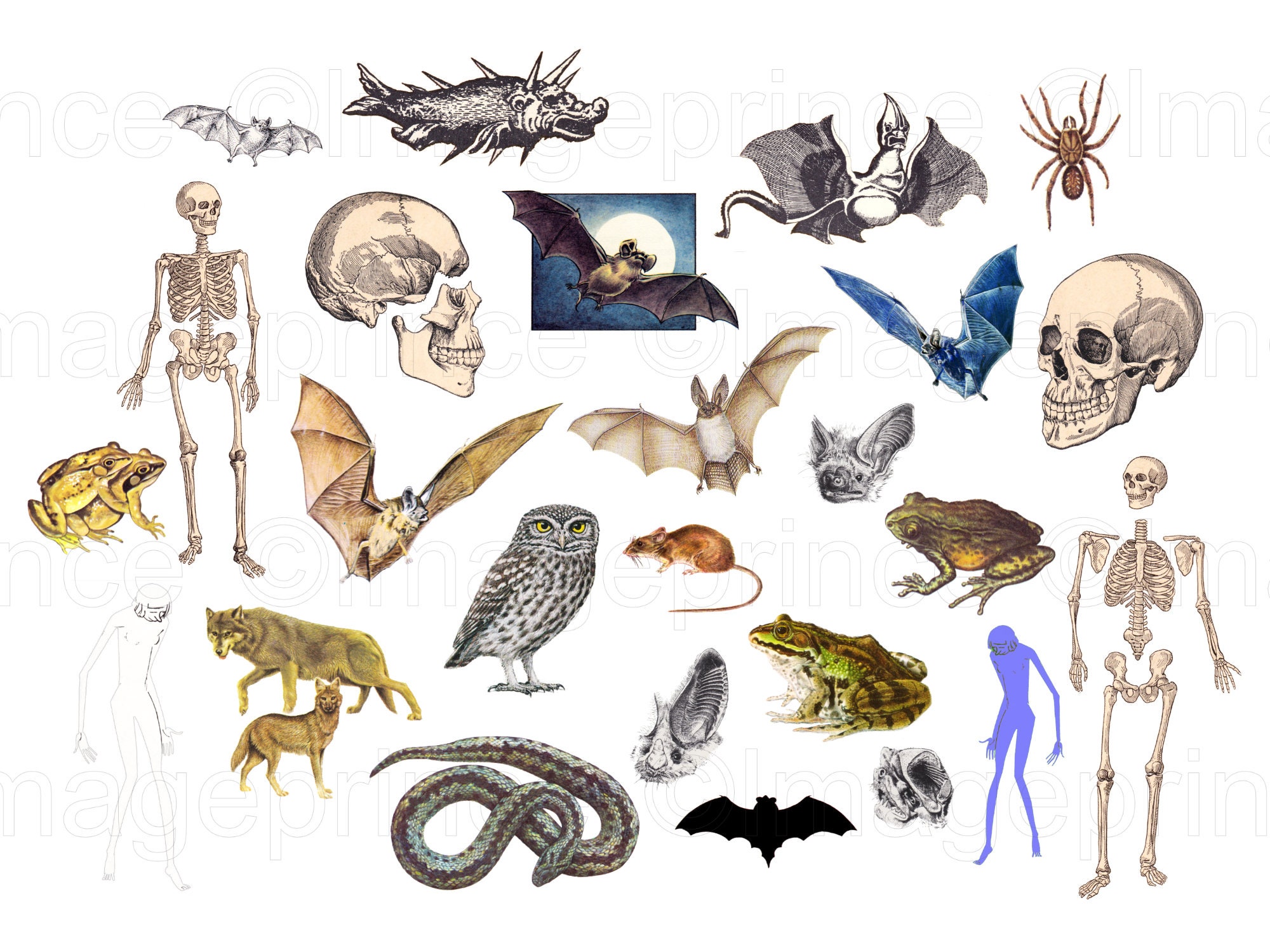 Spooky Digital Collage Kit - Vintage Illustrations of Bats, Owls ...