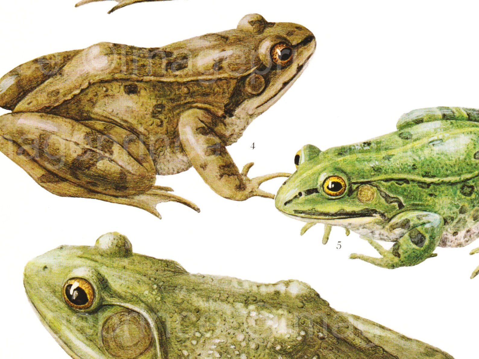 Vintage Frog Illustrations, Printable Wall Art, Digital Download for ...