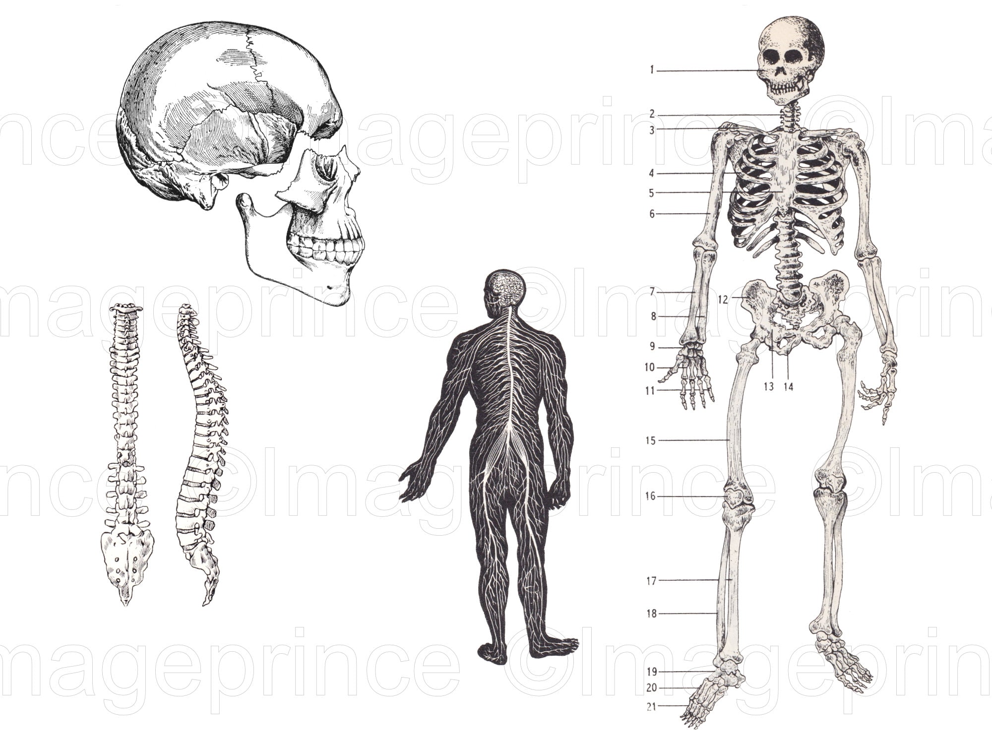 Vintage Anatomy Clipart With Skeleton, Skull, Heart, Brain, Etc ...