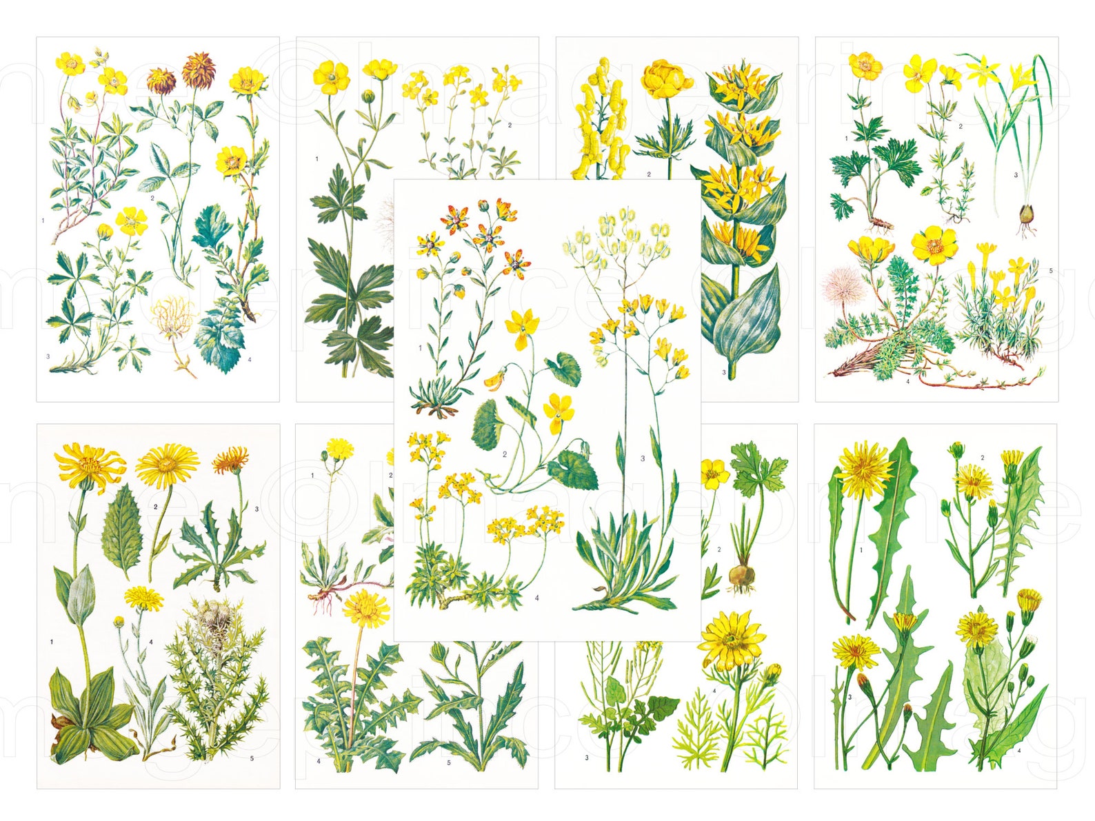 Yellow Flower Illustrations, Printable Botanical Pages, Digital ...
