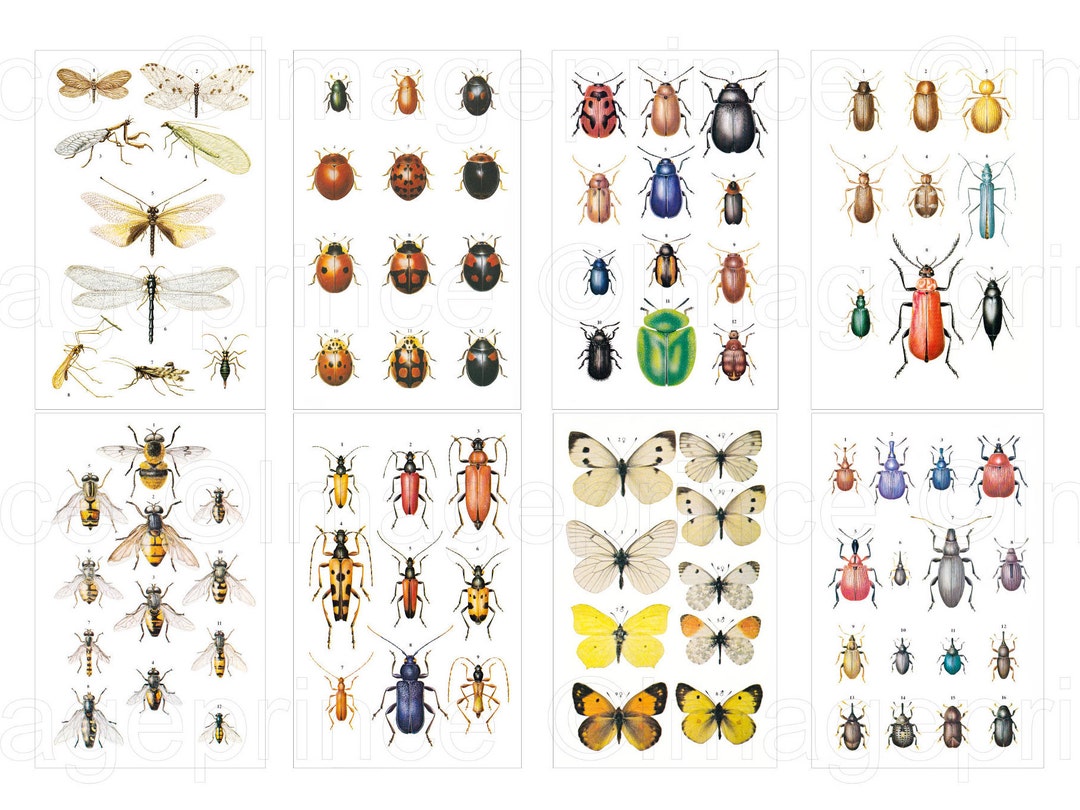 Insect Collage Sheets With Butterflies, Ladybugs, Beetles, Bees ...