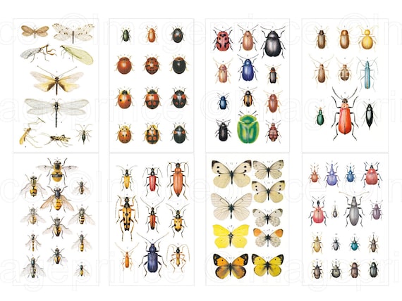 Insect Collage Sheets With Butterflies Ladybugs Beetles - Etsy
