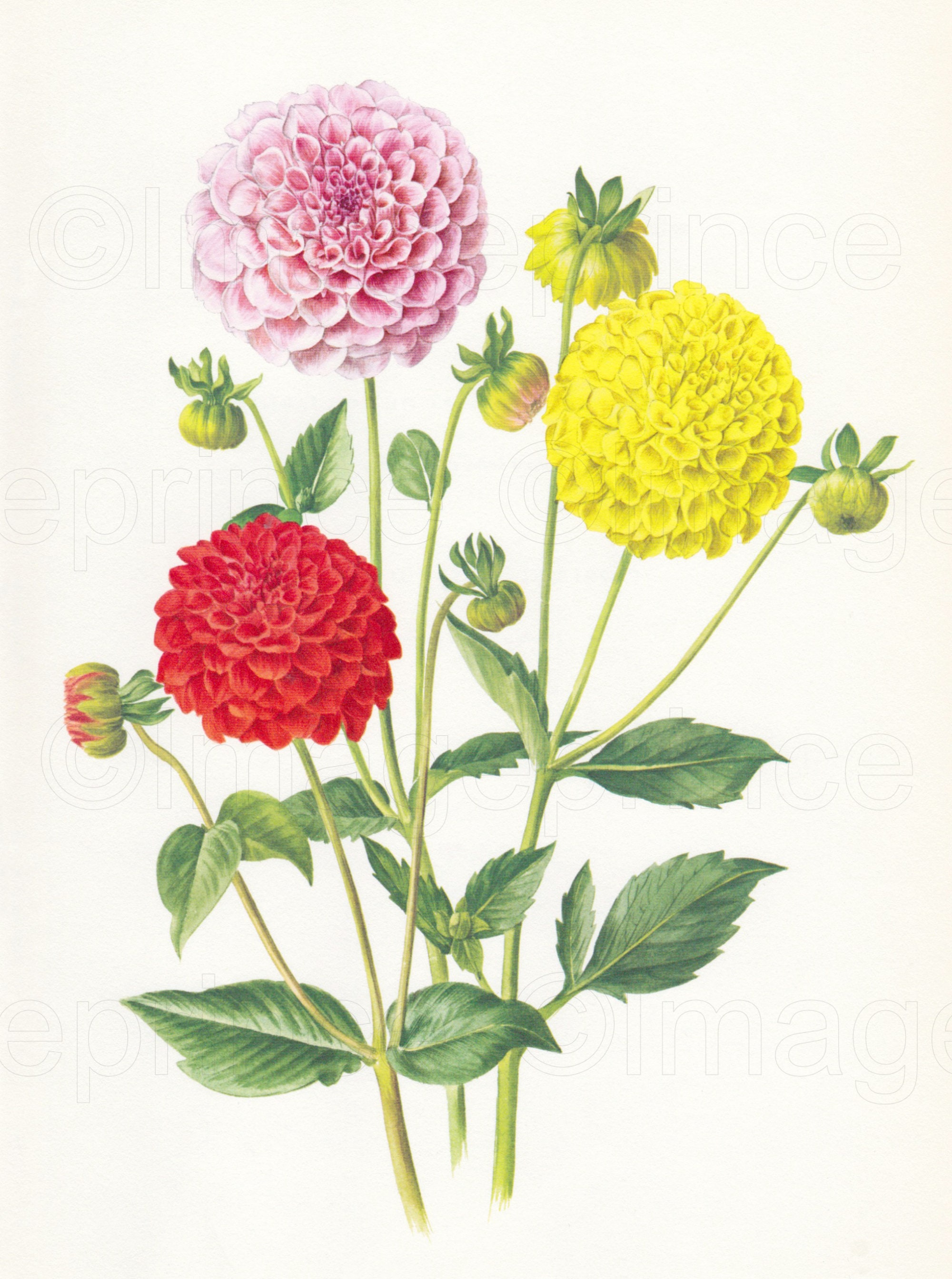 Digital Dahlia Print, Vintage Flower Illustration, Spring Decor, Pompom ...