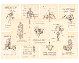 Old Human Anatomy - Etsy
