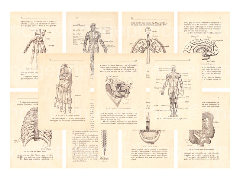 Old Anatomy Diagrams, Human Biology Illustrations, Digital Paper ...