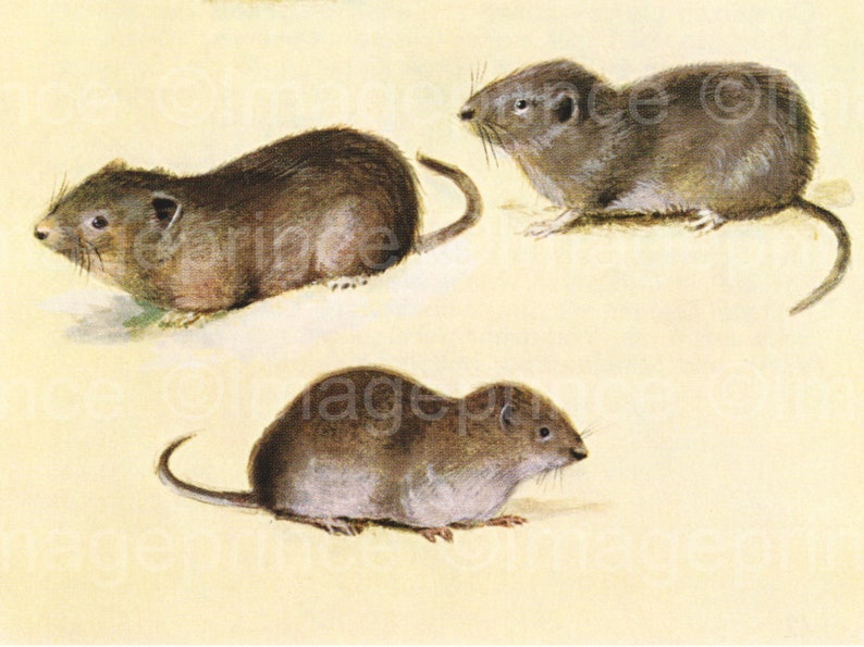 Mice Printable With Field Mouse, Harvest Mouse and Voles, Digital ...
