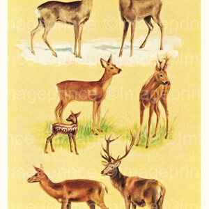 Forest Animal Print, Deer, Stag and Fawns, Digital Download for Framing ...