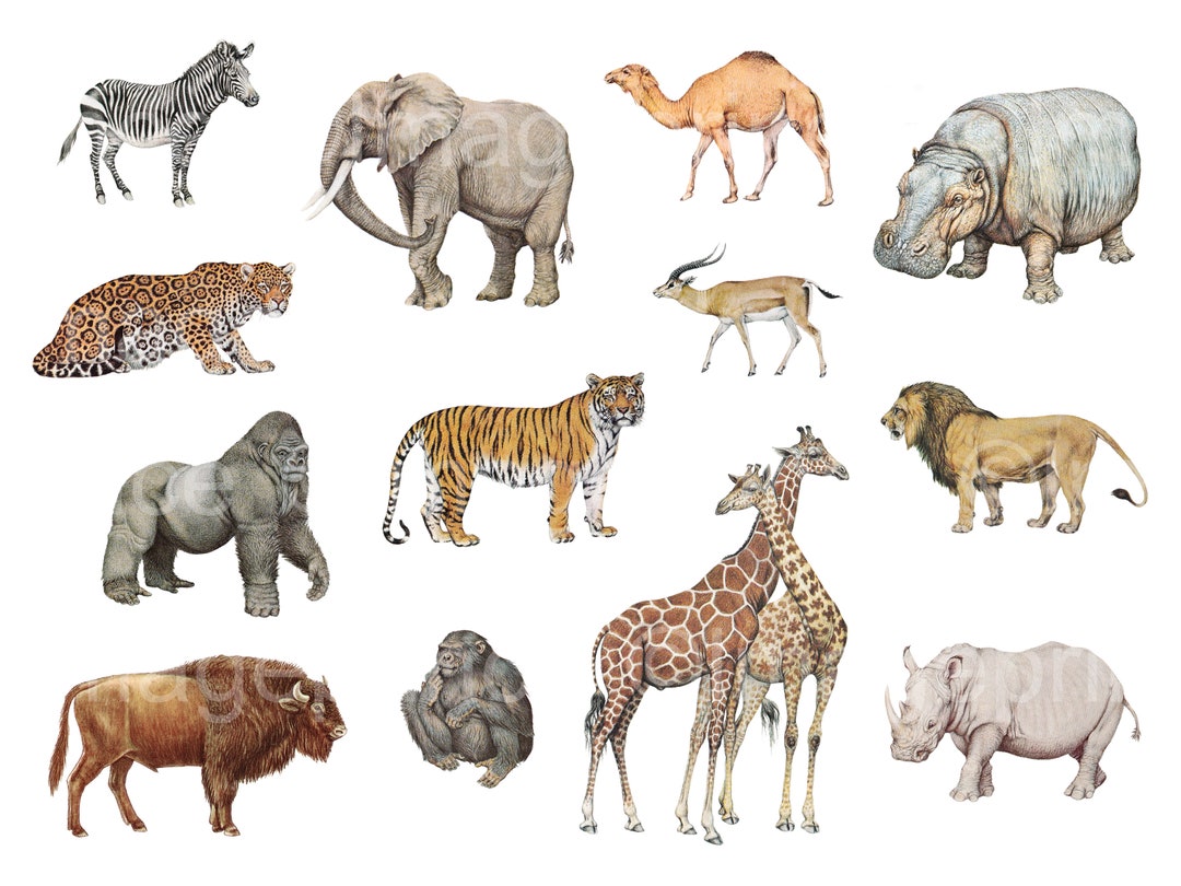Wild Animals Clipart With Elephant, Tiger, Chimp, Buffalo, Giraffes and ...