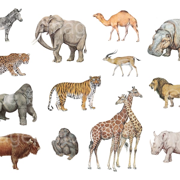 Wild Animal Clipart - Etsy