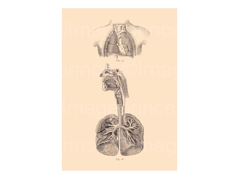 Antique Biology Posters, Human Heart, Lungs and Digestive Tract, Set of ...