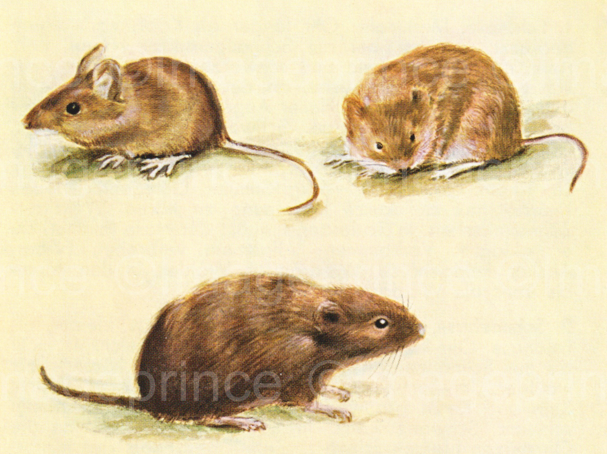 Mice Printable With Field Mouse, Harvest Mouse and Voles, Digital ...
