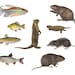 Pond Life Clip Art With Frogs, Water Plants, Insects, Beavers, Heron ...
