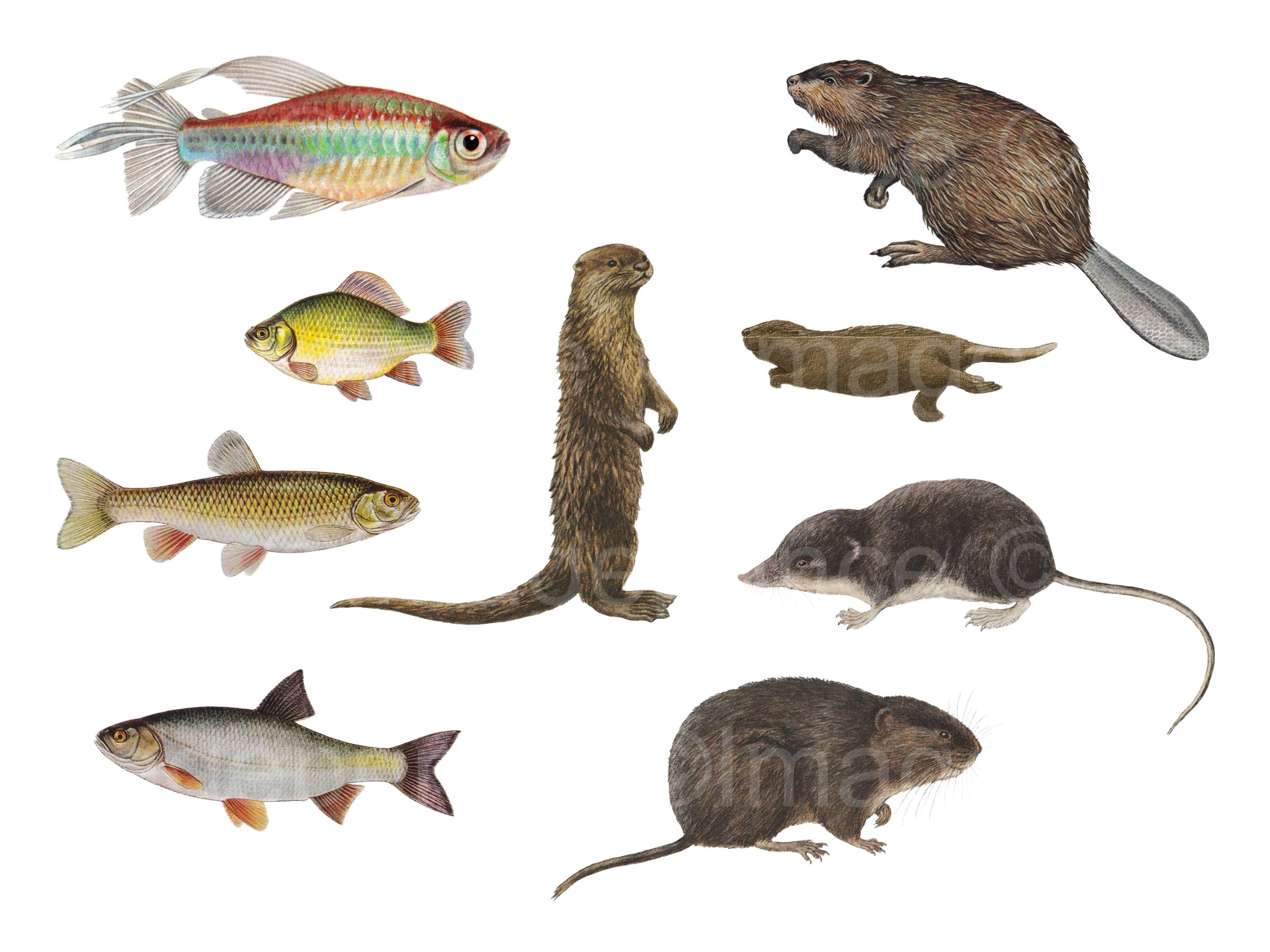 Pond Life Clip Art With Frogs, Water Plants, Insects, Beavers, Heron ...