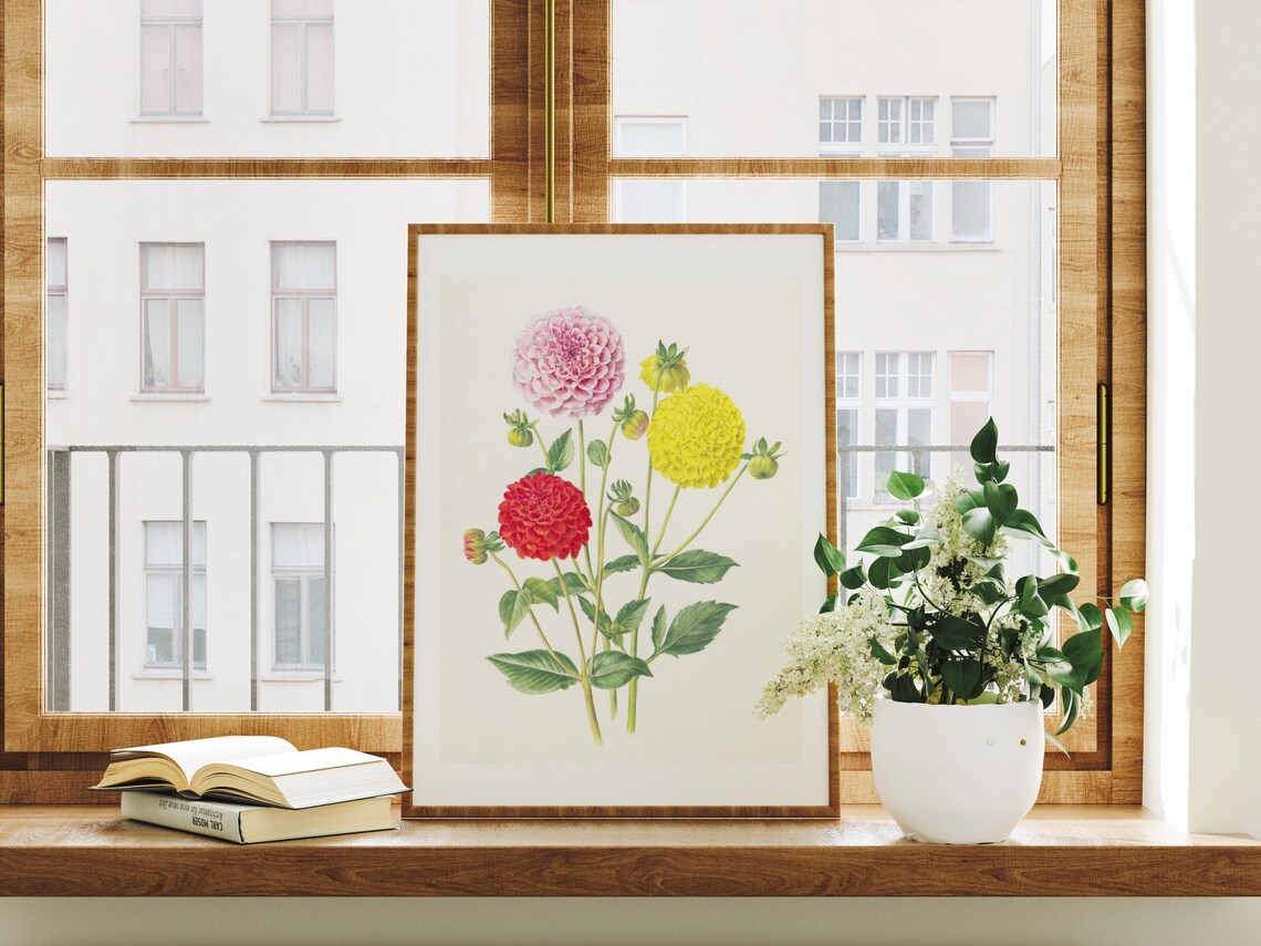 Digital Dahlia Print, Vintage Flower Illustration, Spring Decor, Pompom ...