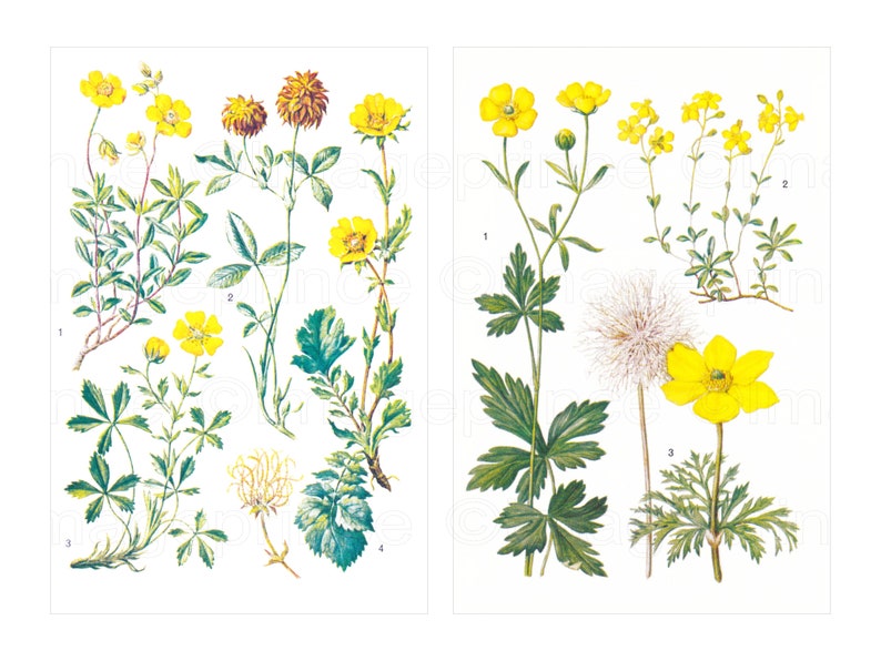 Yellow Flower Illustrations, Printable Botanical Pages, Digital ...
