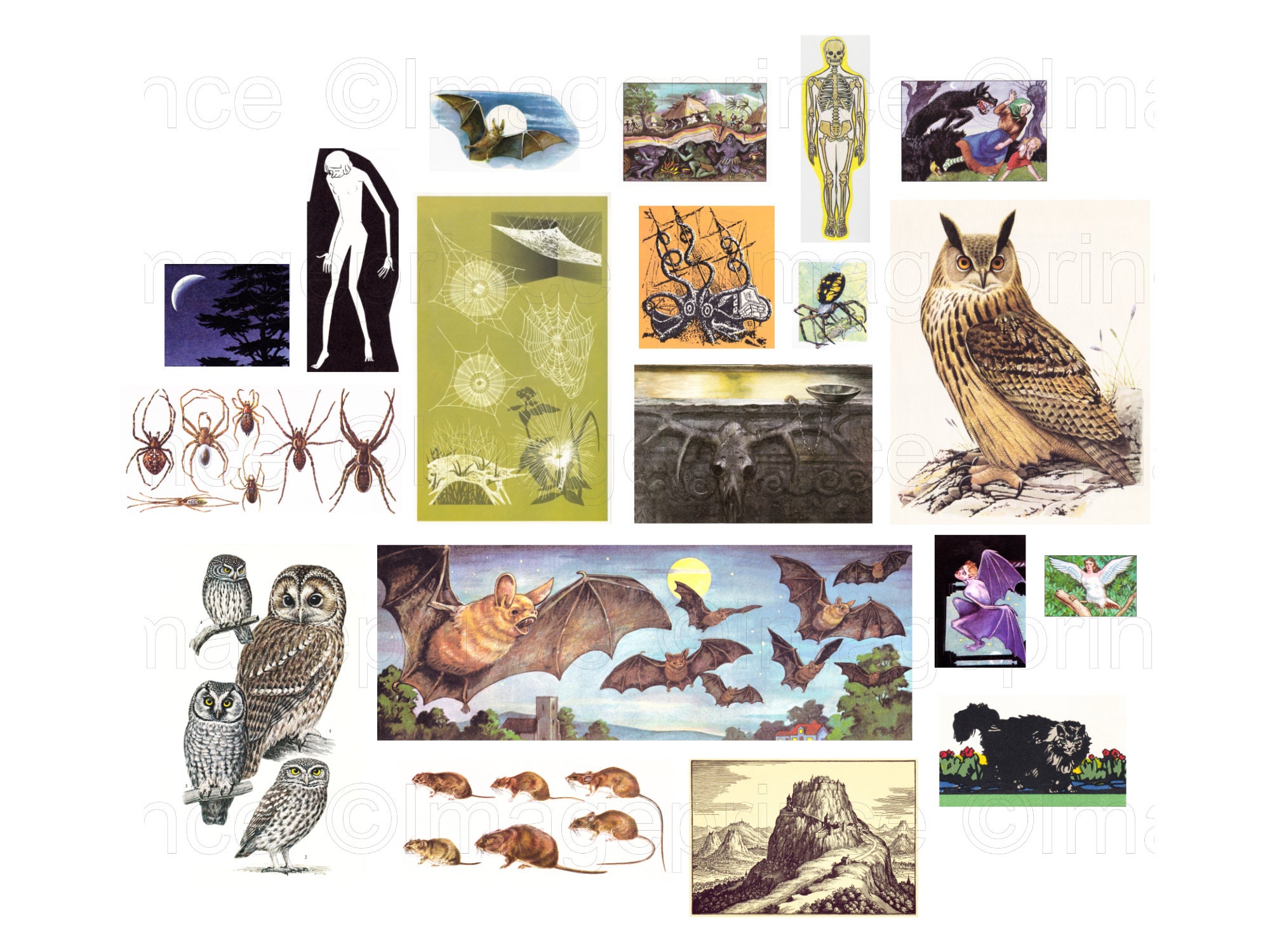 Spooky Digital Collage Kit Vintage Illustrations of Bats, Owls, Spiders ...