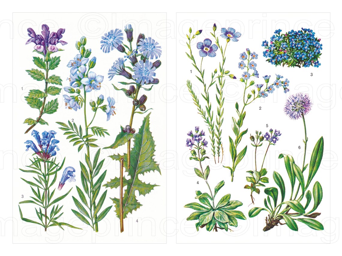 Blue Flower Illustrations Printable Botanical Pages Digital - Etsy