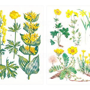 Yellow Flower Illustrations, Printable Botanical Pages, Digital ...
