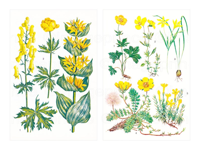 Yellow Flower Illustrations, Printable Botanical Pages, Digital ...