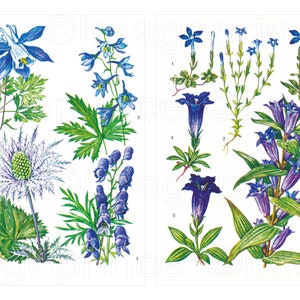 Blue Flower Illustrations, Printable Botanical Pages, Digital Download ...