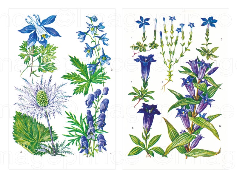 Blue Flower Illustrations, Printable Botanical Pages, Digital Download ...