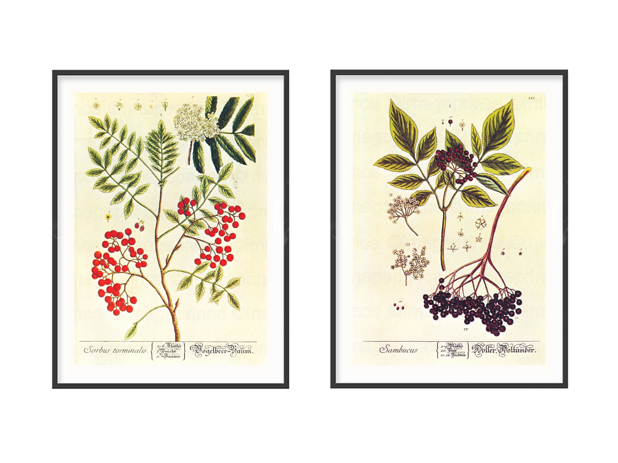 Berries Botanical Prints, Set of 4, Digital Download, Medicinal Plants ...