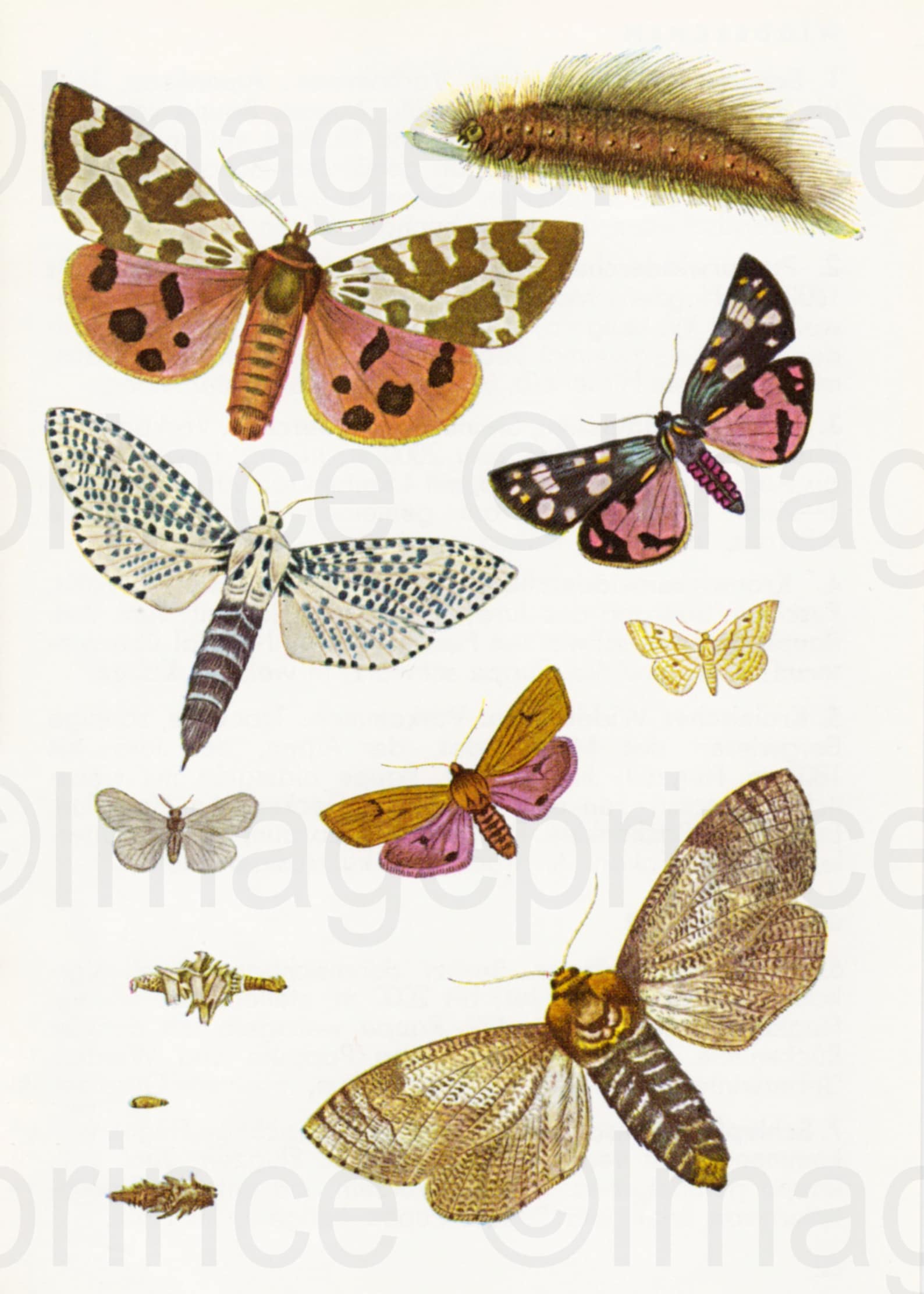 Vintage Butterfly Clipart Instant Download for Digital | Etsy