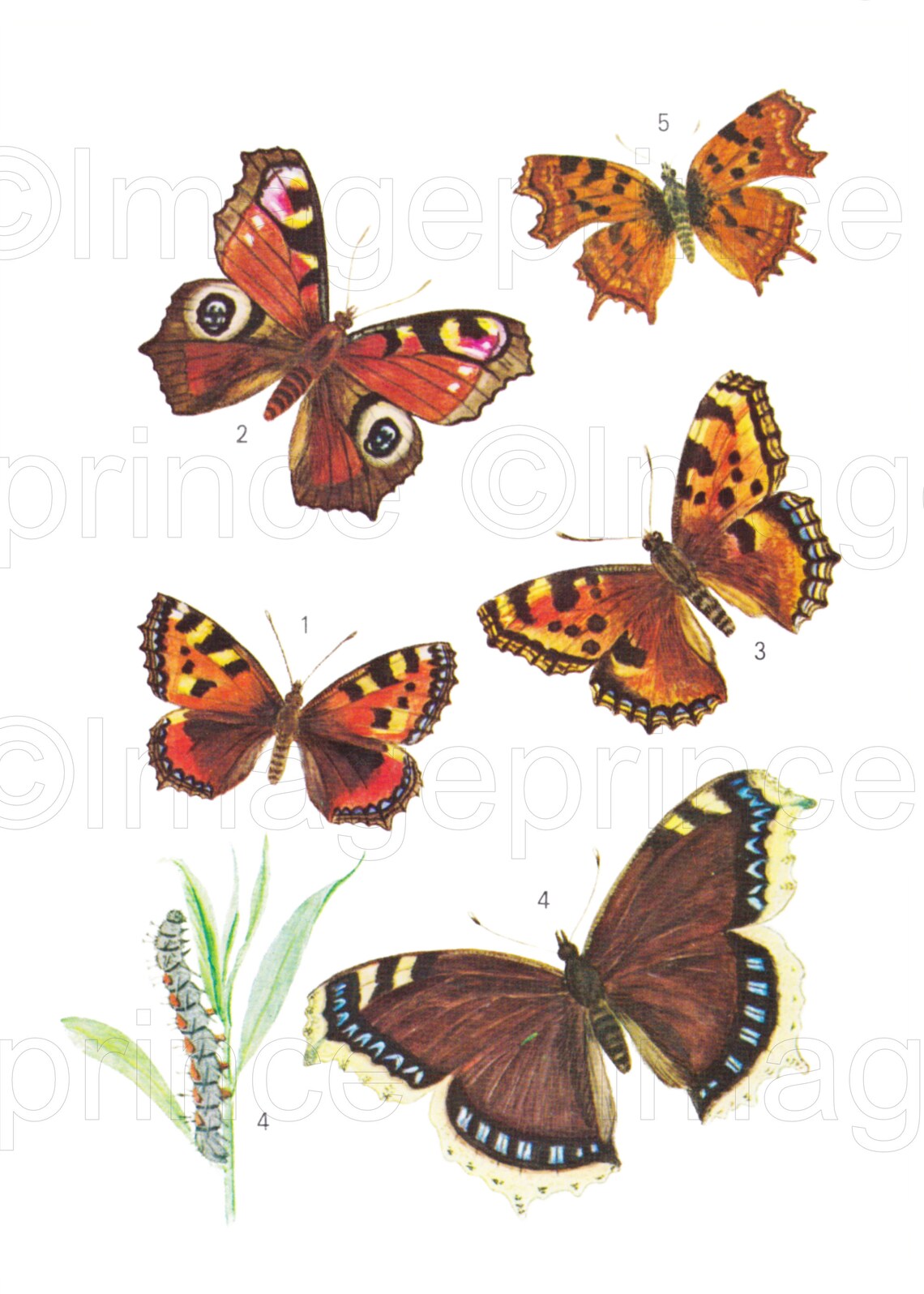 Butterfly and Moth Collage Sheets Instant Download for - Etsy