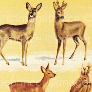Forest Animal Print, Deer, Stag and Fawns, Digital Download for Framing ...
