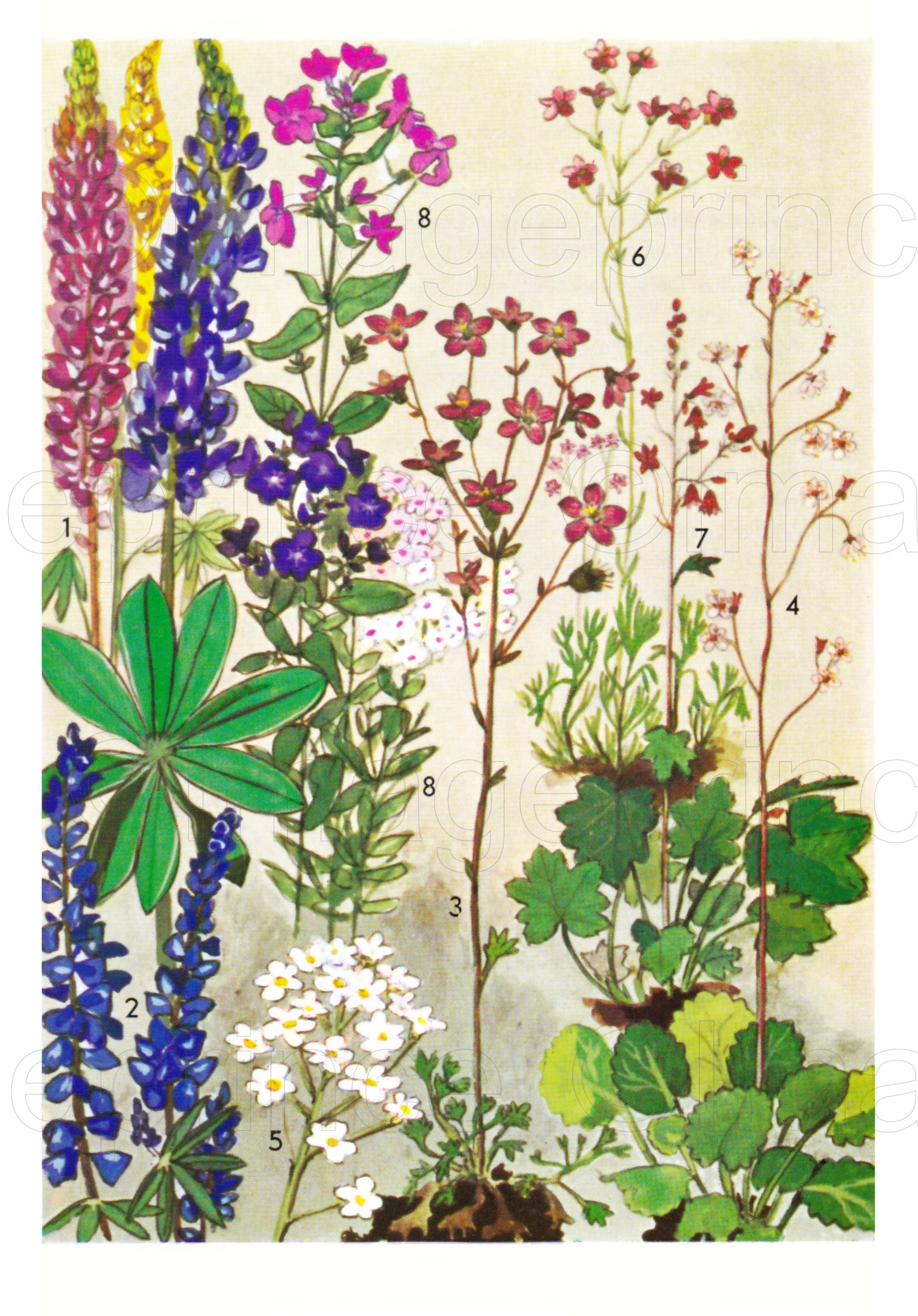 Vintage Botanical Prints, Spring Flower Illustrations With Daffodils ...