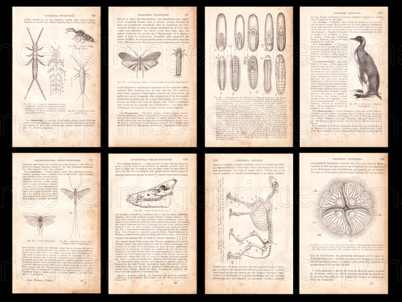 Biology Book Pages, Vintage Anatomy, Digital Jpgs, Antique French ...
