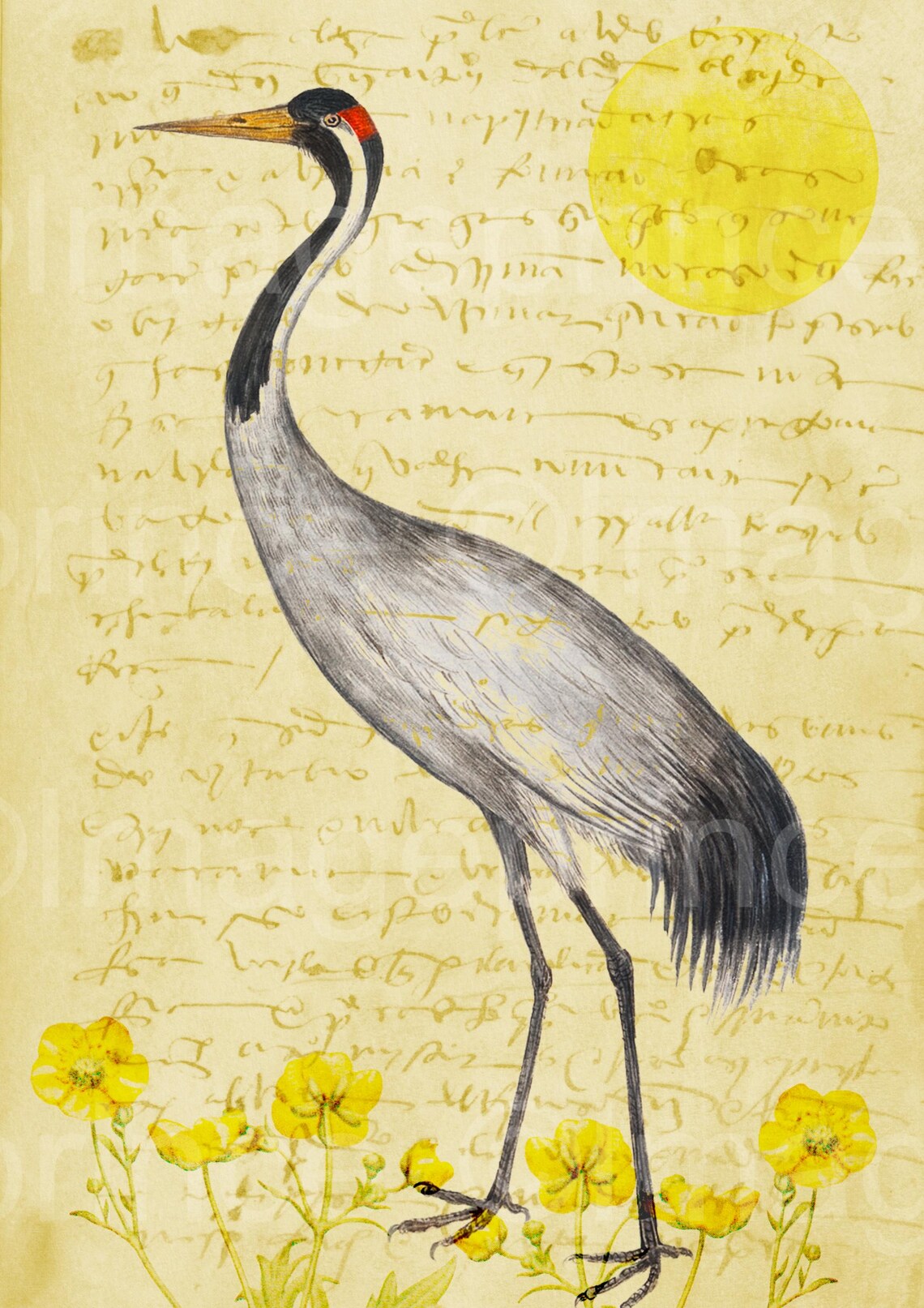 Pond Life Clip Art With Frogs, Water Plants, Insects, Beavers, Heron ...