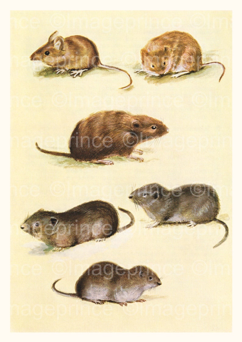 Mice Printable With Field Mouse, Harvest Mouse and Voles, Digital ...