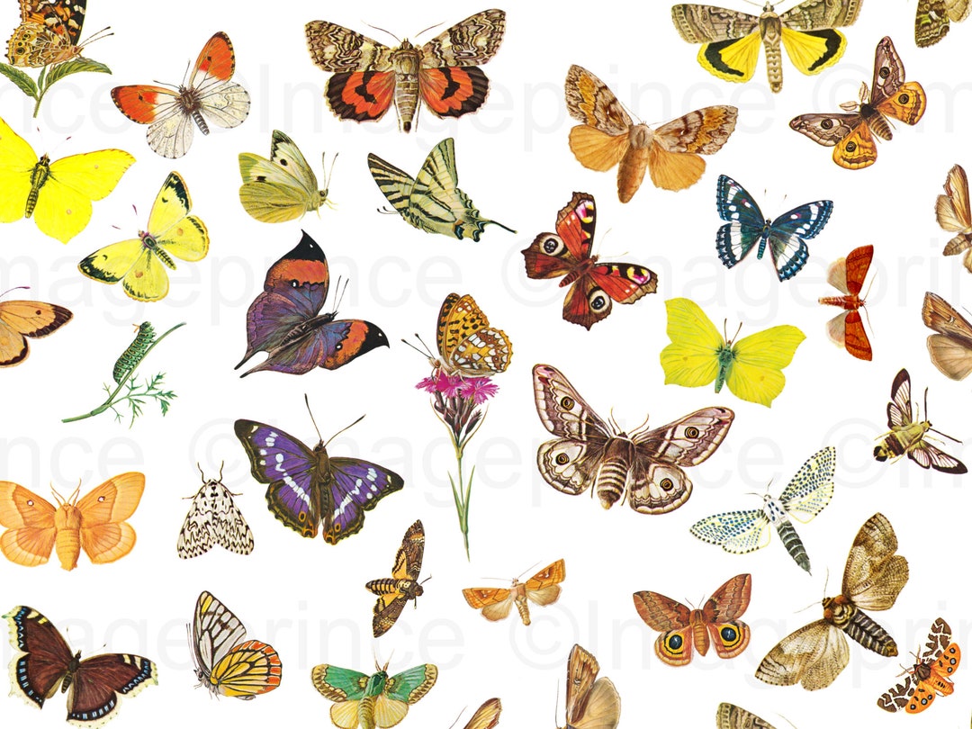 Moth and Butterfly Clipart, Instant Download for Digital Scrapbooking ...