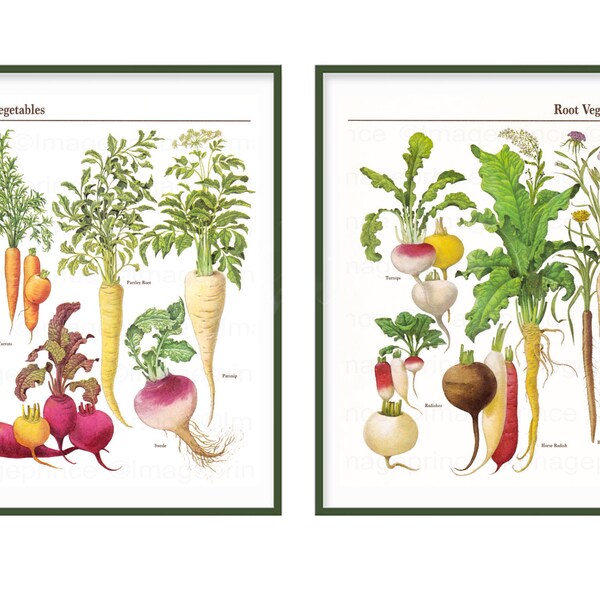 Root Vegetables - Etsy