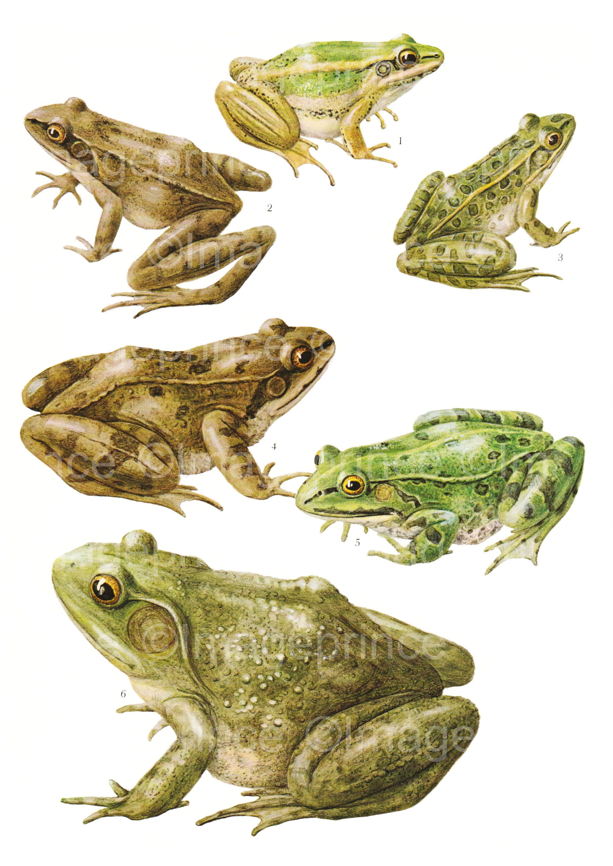 Vintage Frog Illustrations, Printable Wall Art, Digital Download for ...
