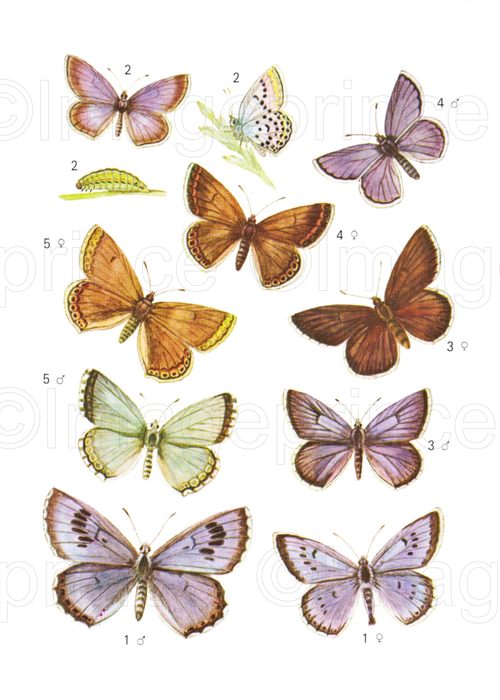 Butterfly and Moth Collage Sheets, Instant Download for Scrapbooking ...