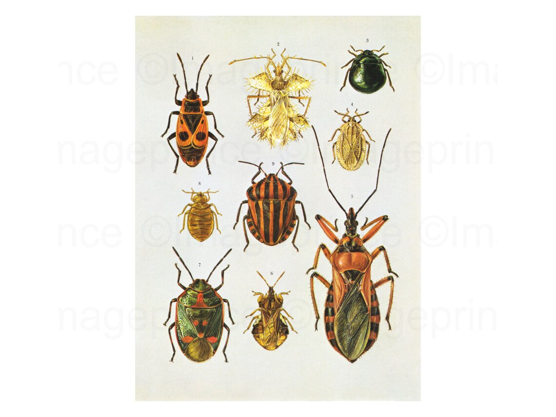 Vintage Insect Illustrations Printable Beetles, Crane Flies, Moths, Bee ...